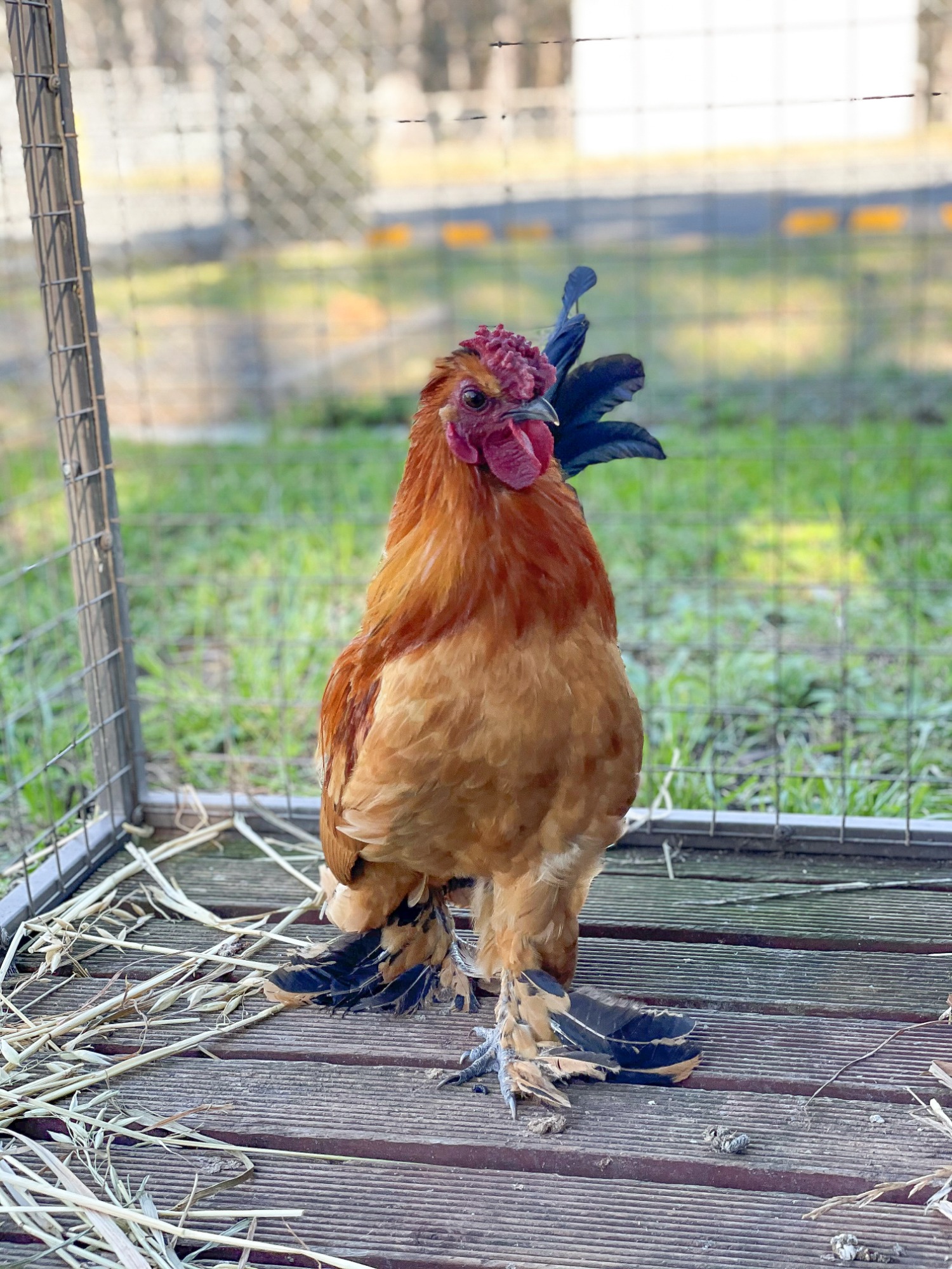 Albert Eggstein - Male Rooster in NSW - PetRescue