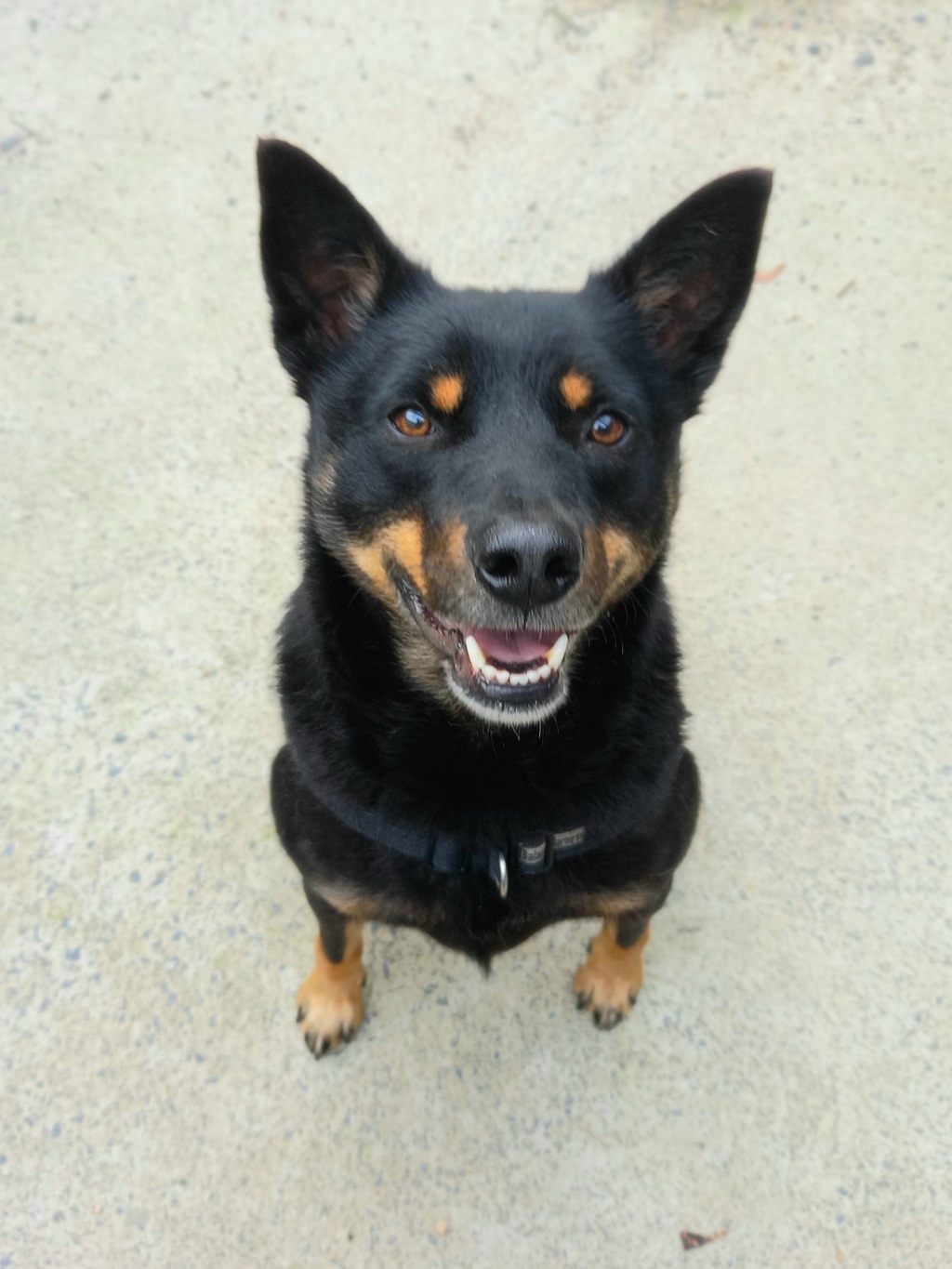 Dusty - Medium Male Kelpie Dog in VIC - PetRescue