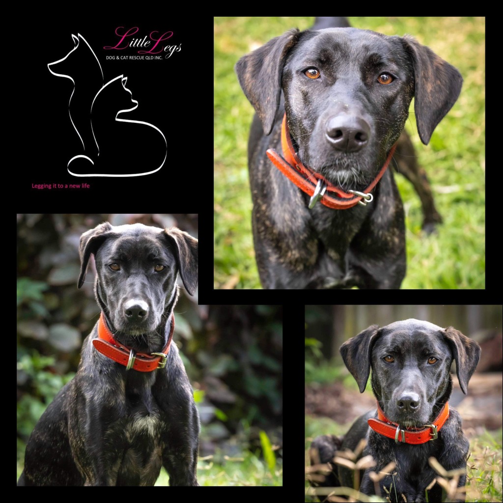 Willow - Large Female Labrador x Mixed Breed Mix Dog in QLD - PetRescue
