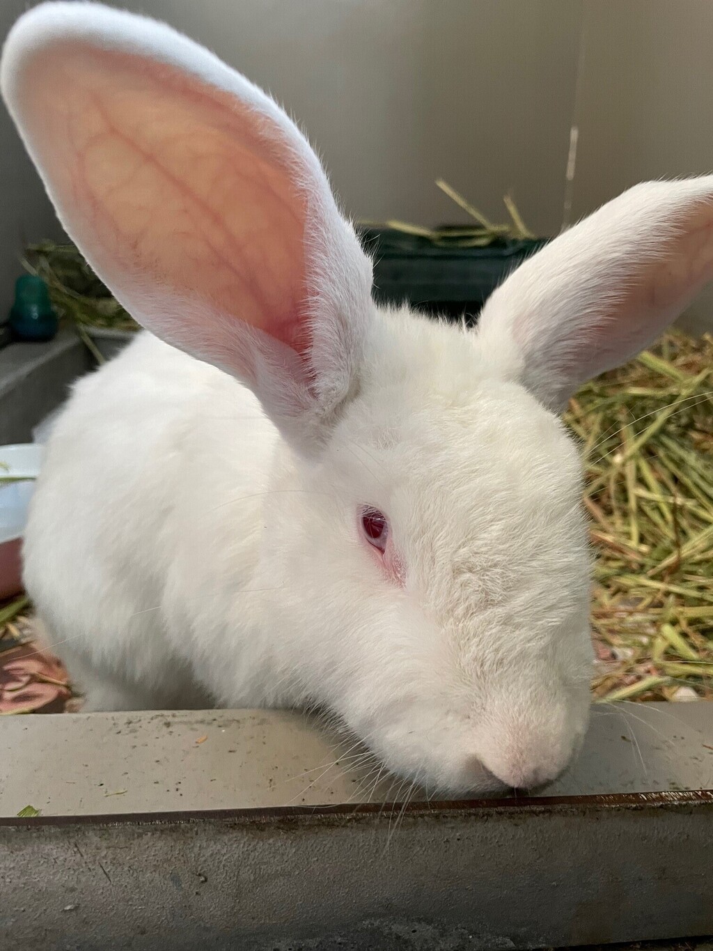 Smokey - Male Bunny Rabbit Mix Rabbit in WA - PetRescue