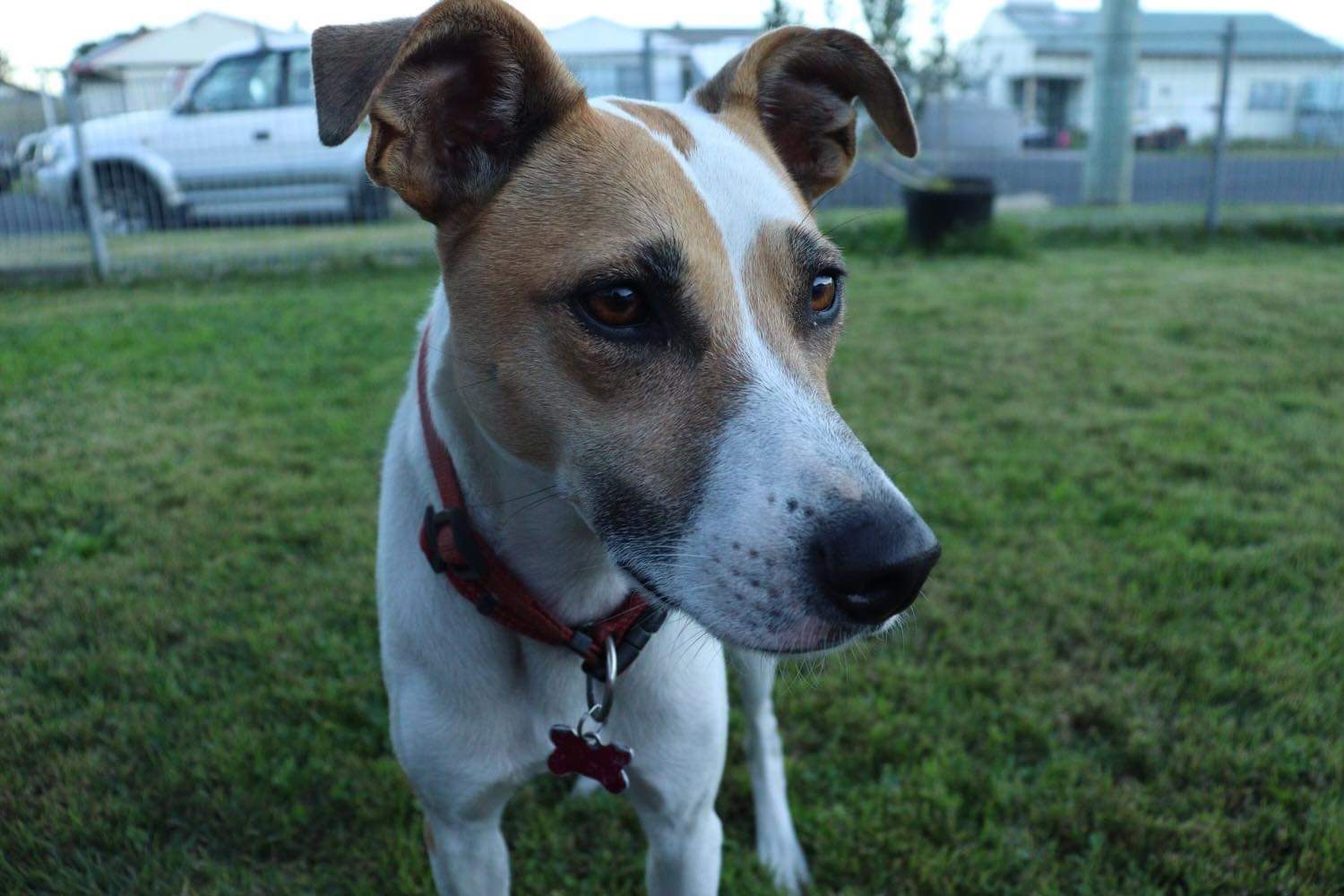 Riley - Medium Female Australian Cattle Dog x Whippet Mix Dog in NSW ...