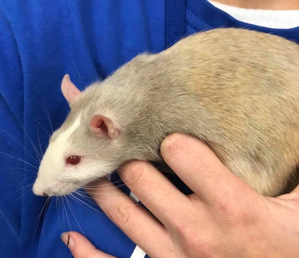 Billy - Male Rat Mix Rodent in QLD - PetRescue