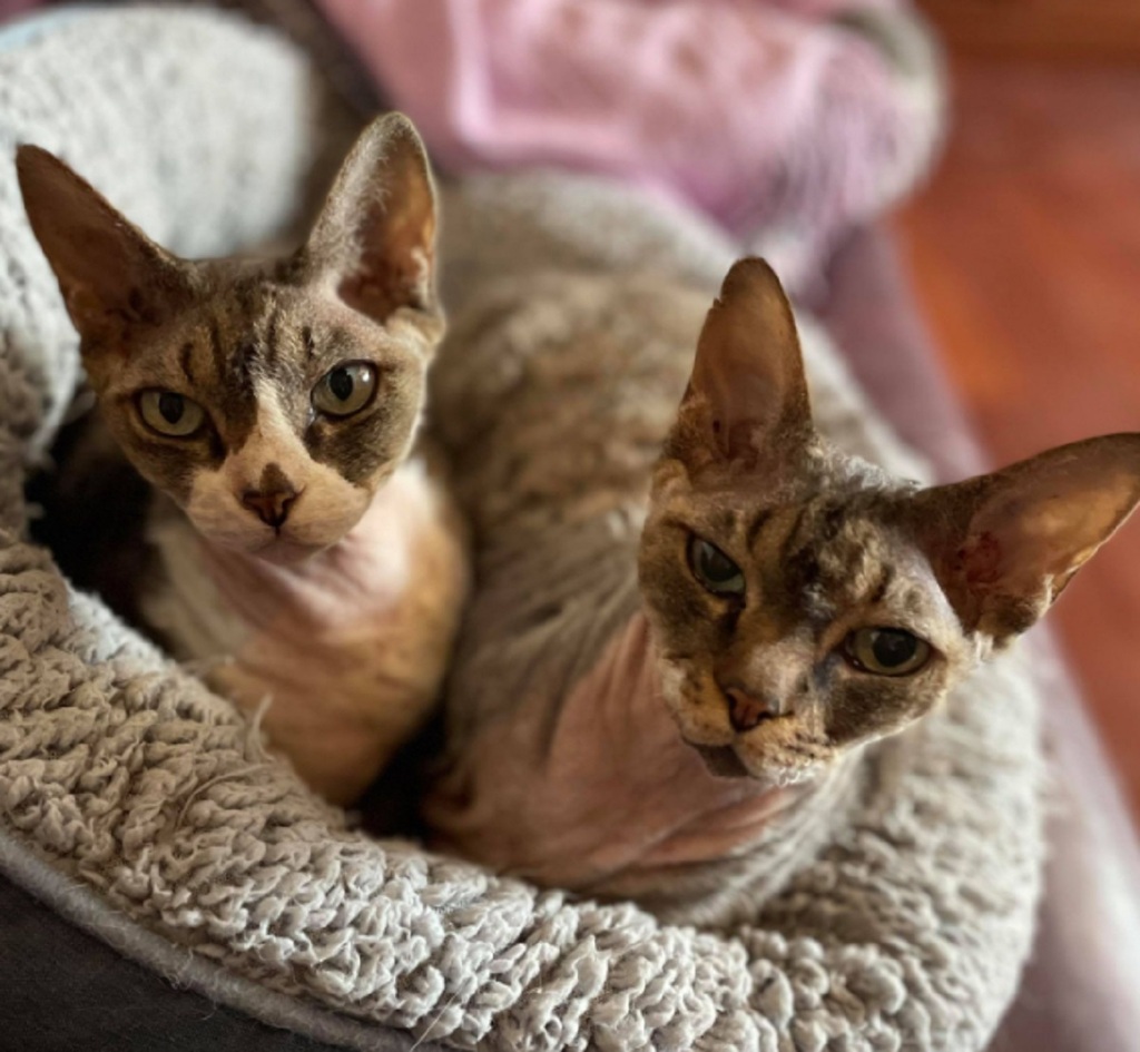 Ollie - Female Devon Rex Mix Cat in WA - PetRescue