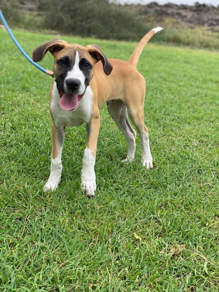 Rambo - Large Male Bull Arab x Great Dane Mix Dog in QLD - PetRescue