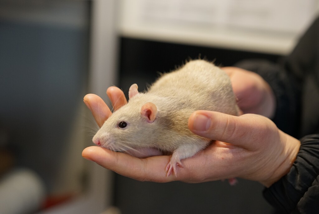 Marigold - Female Rat Mix Rodent in QLD - PetRescue