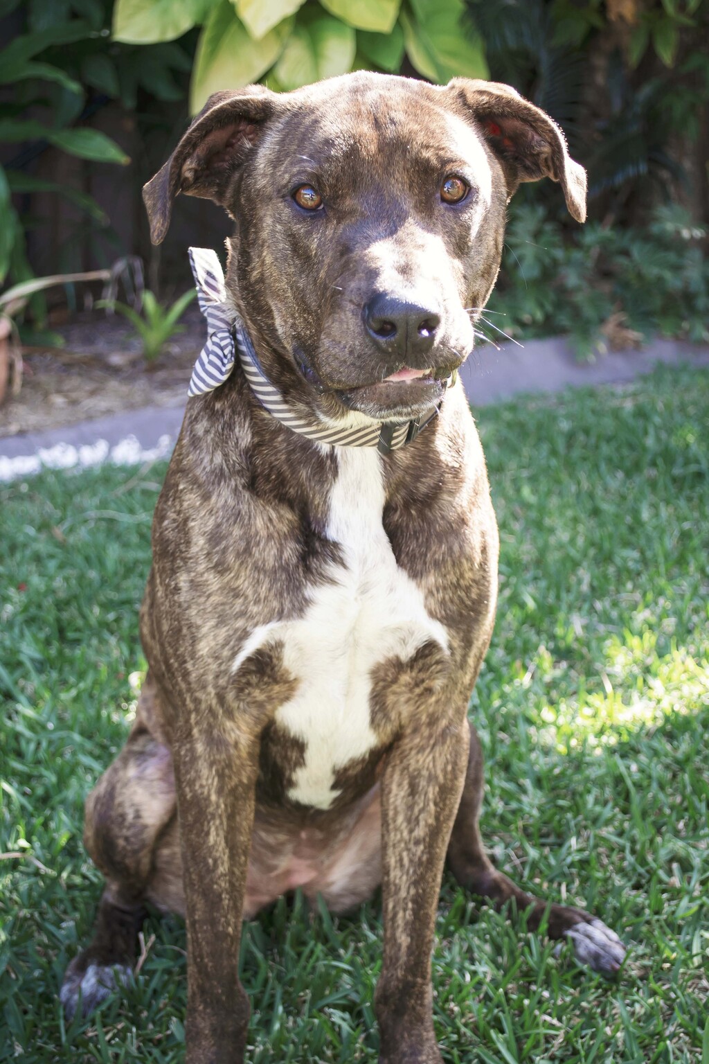 Lucy - Large Female Rhodesian Ridgeback x English Staffordshire Bull ...