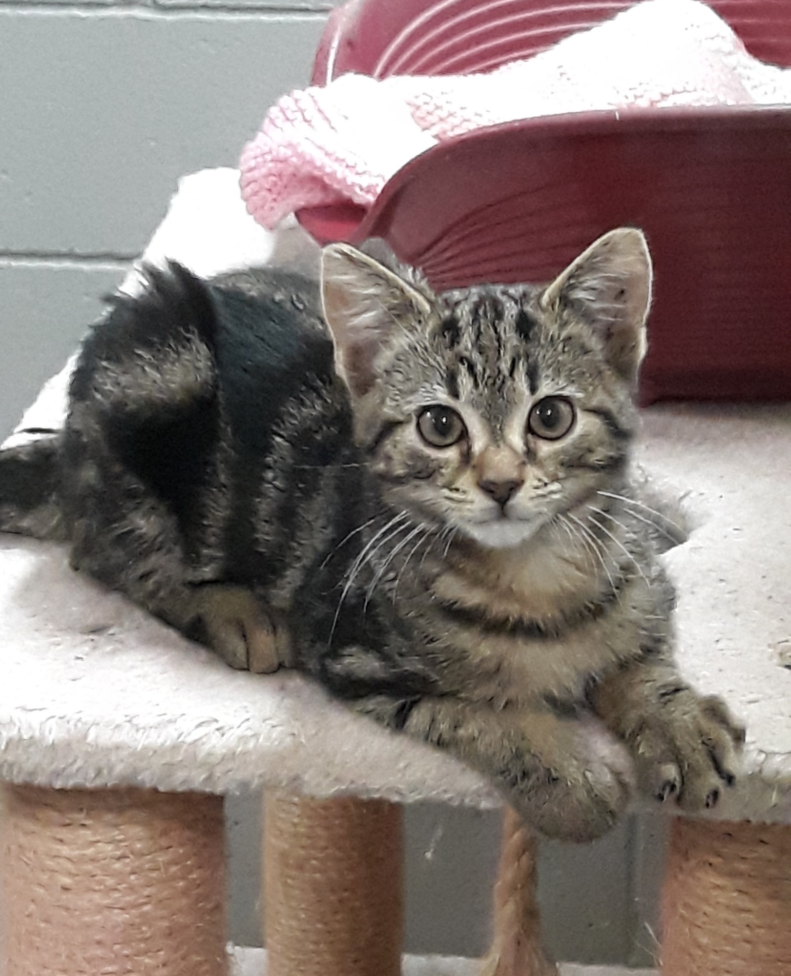 Linus - Male Domestic Short Hair Cat in VIC - PetRescue