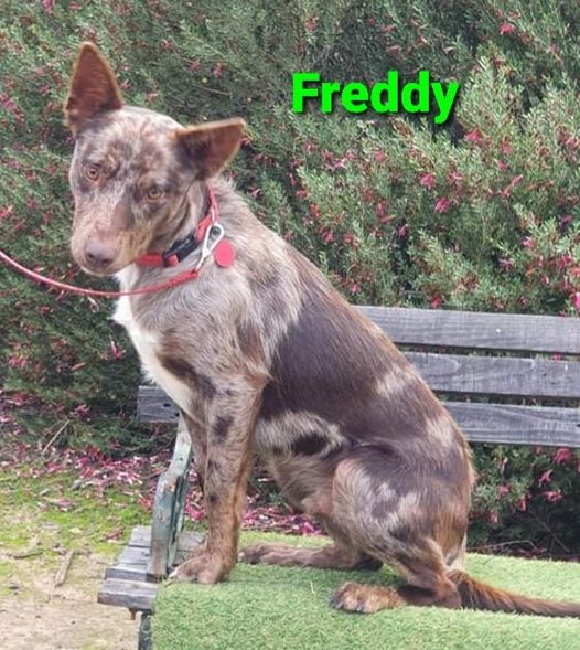 Freddy - Medium Male Koolie x Kelpie Dog in VIC - PetRescue