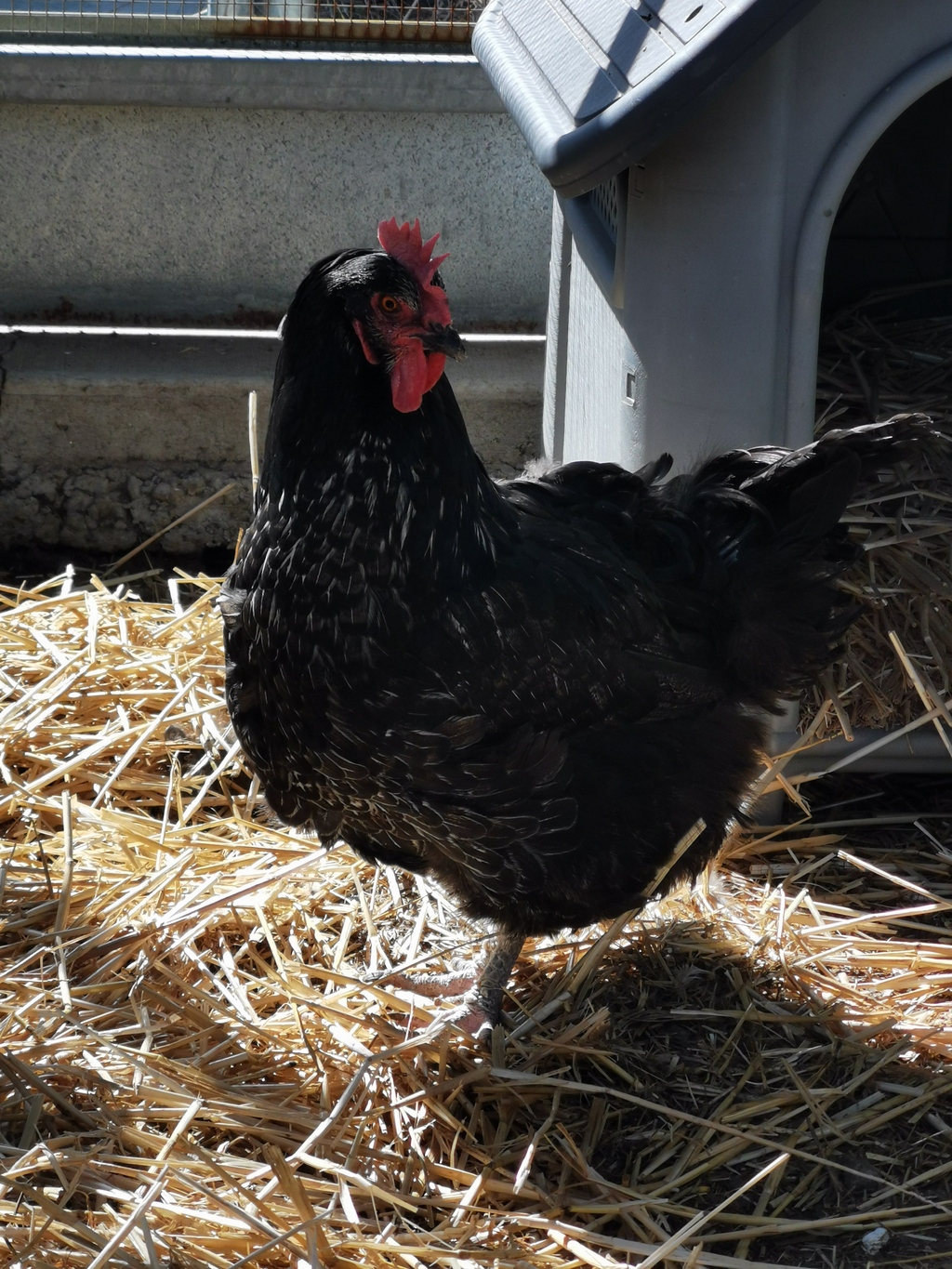 Venus - Female Chicken Australorp Mix Fowl in QLD - PetRescue