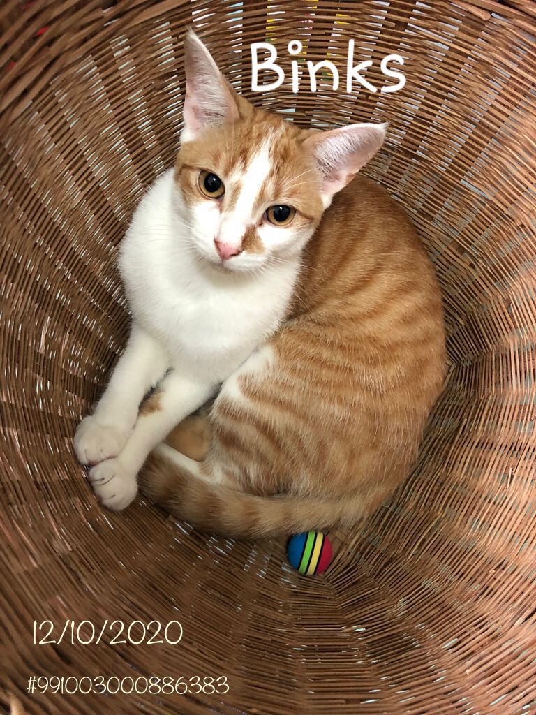 Binks - Male Domestic Short Hair Cat in NSW - PetRescue