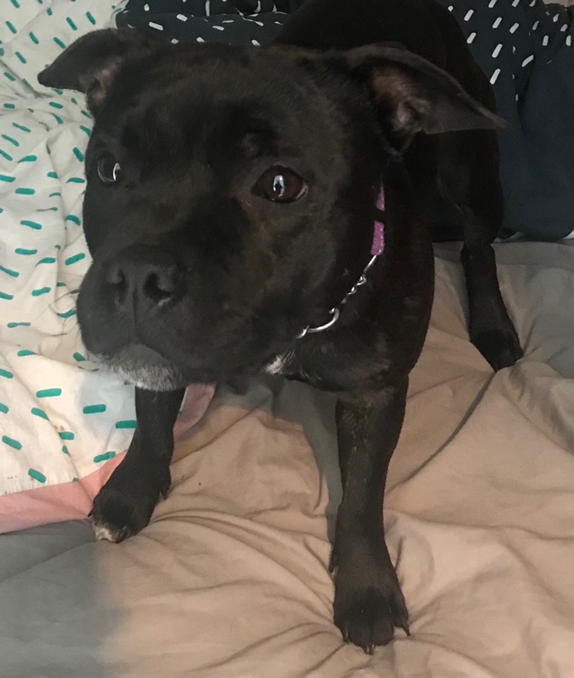 Tilly - Small Female Staffordshire Bull Terrier Dog in VIC - PetRescue