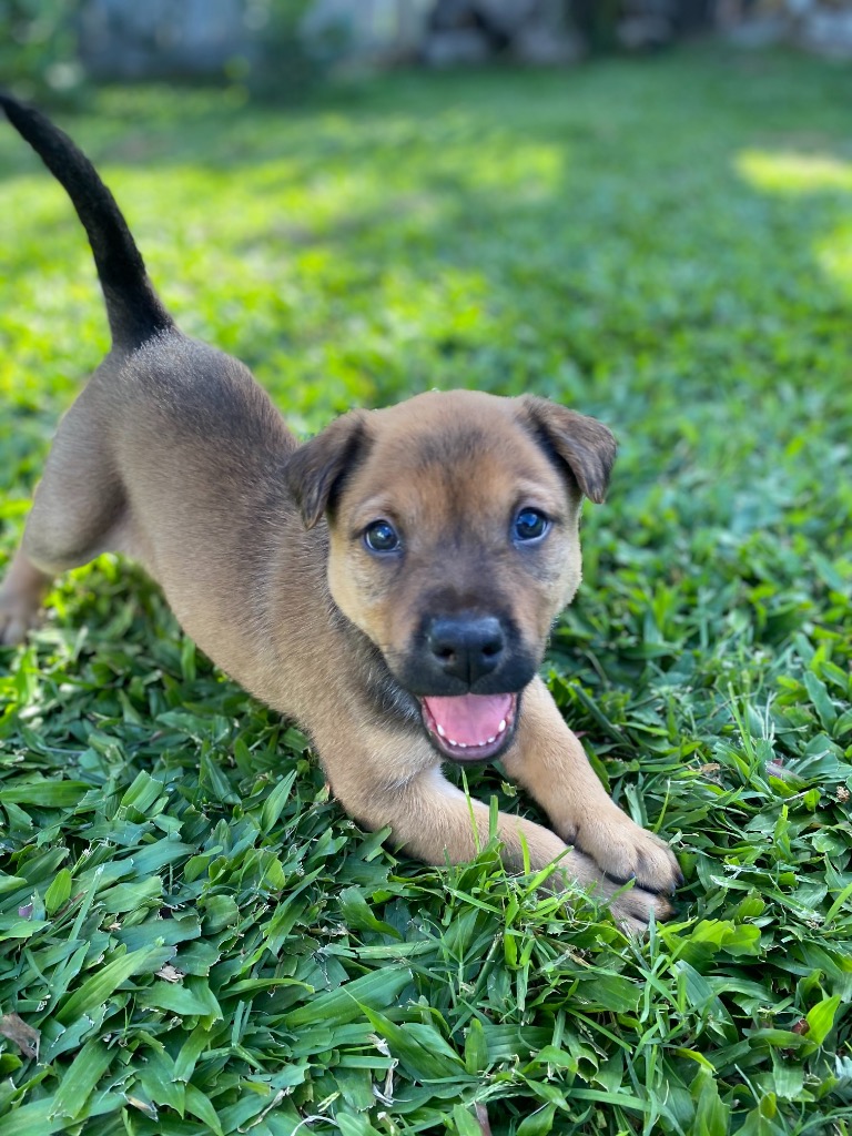 Mrs Potts - Large Female Mixed Breed Mix Dog in QLD - PetRescue