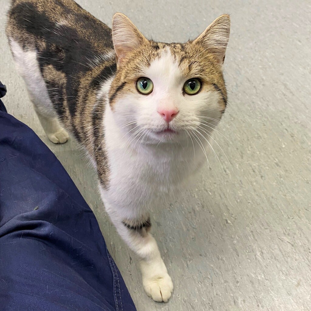 Cat intake categories - PetRescue