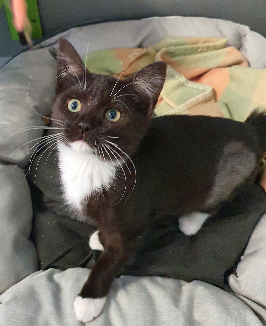 Bobbie - Female Manx Mix Cat in QLD - PetRescue