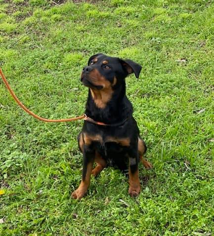 Jackson - Large Male Rottweiler Dog in NSW - PetRescue