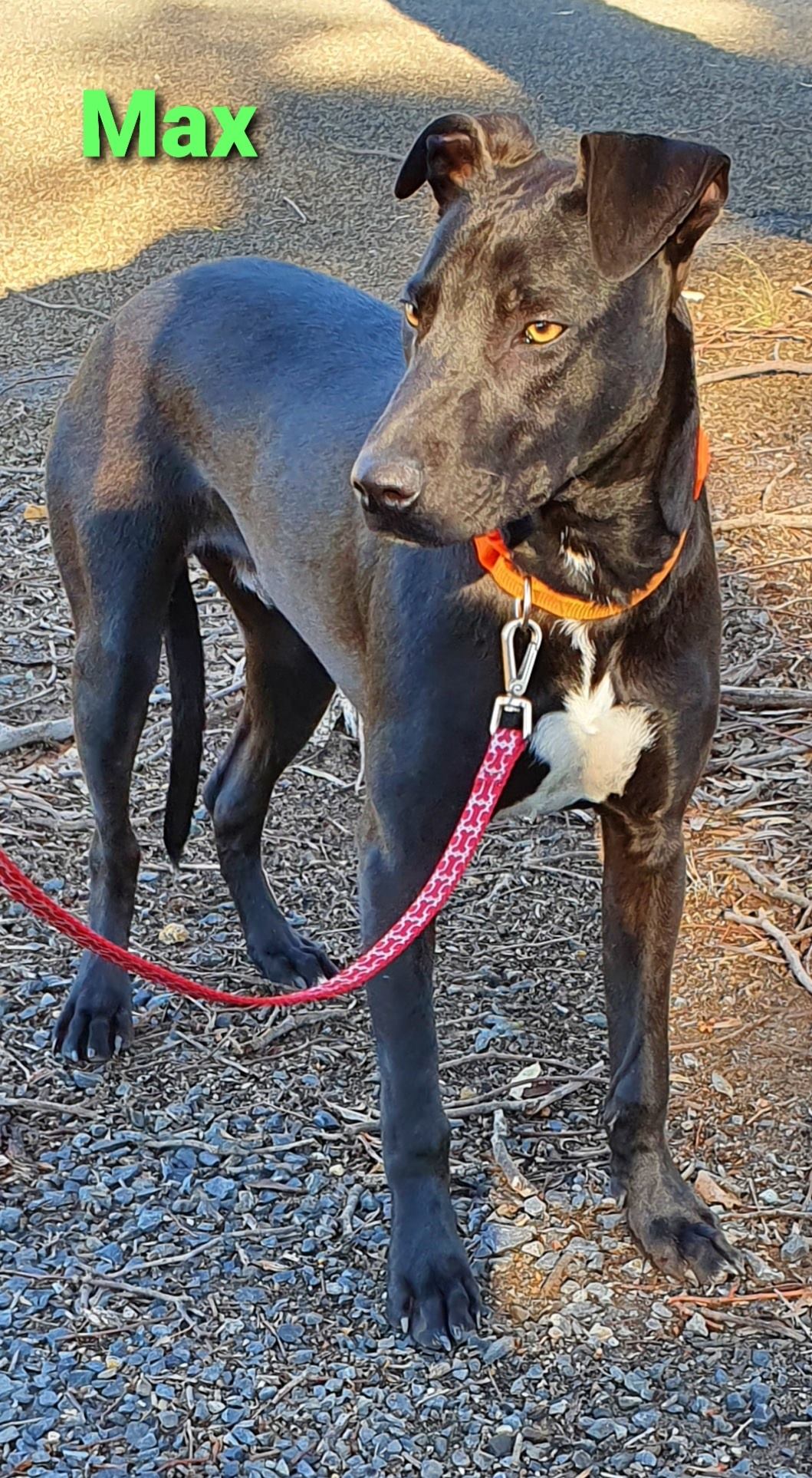Max - Medium Male Greyhound x Staghound x Staffy Dog in VIC - PetRescue