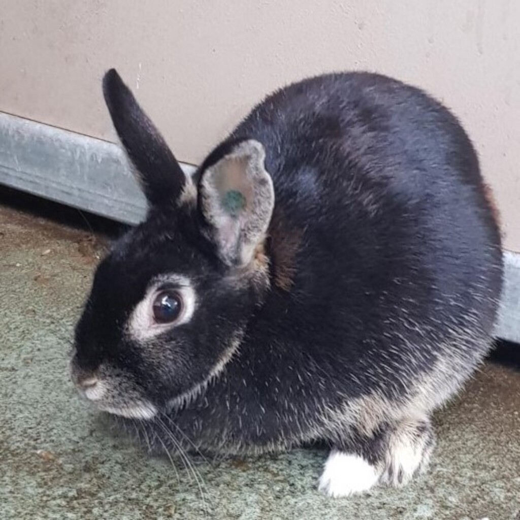 Mattea - Female Netherland Dwarf Mix Rabbit in VIC - PetRescue