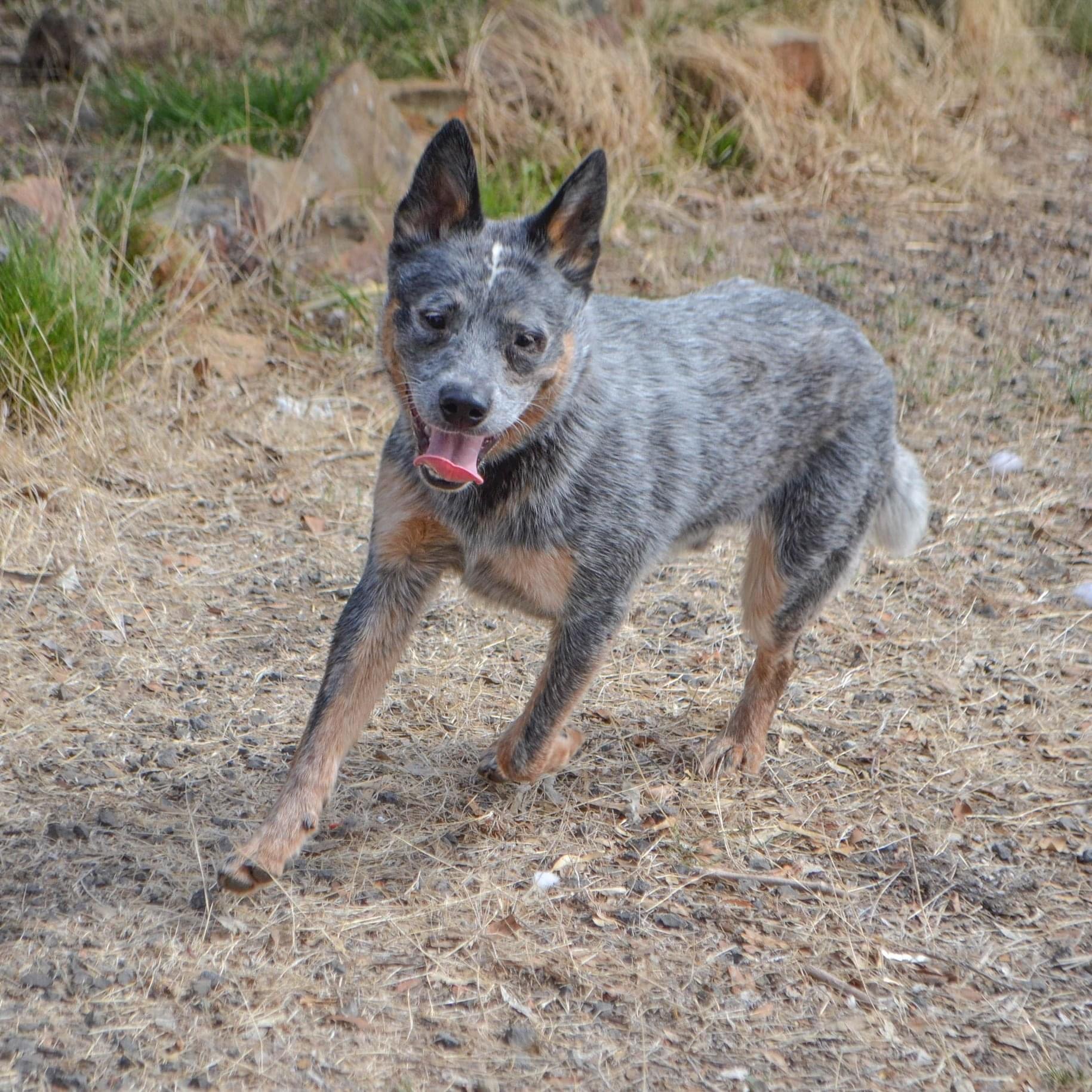 Wilbur - Medium Male Blue Heeler Dog in VIC - PetRescue