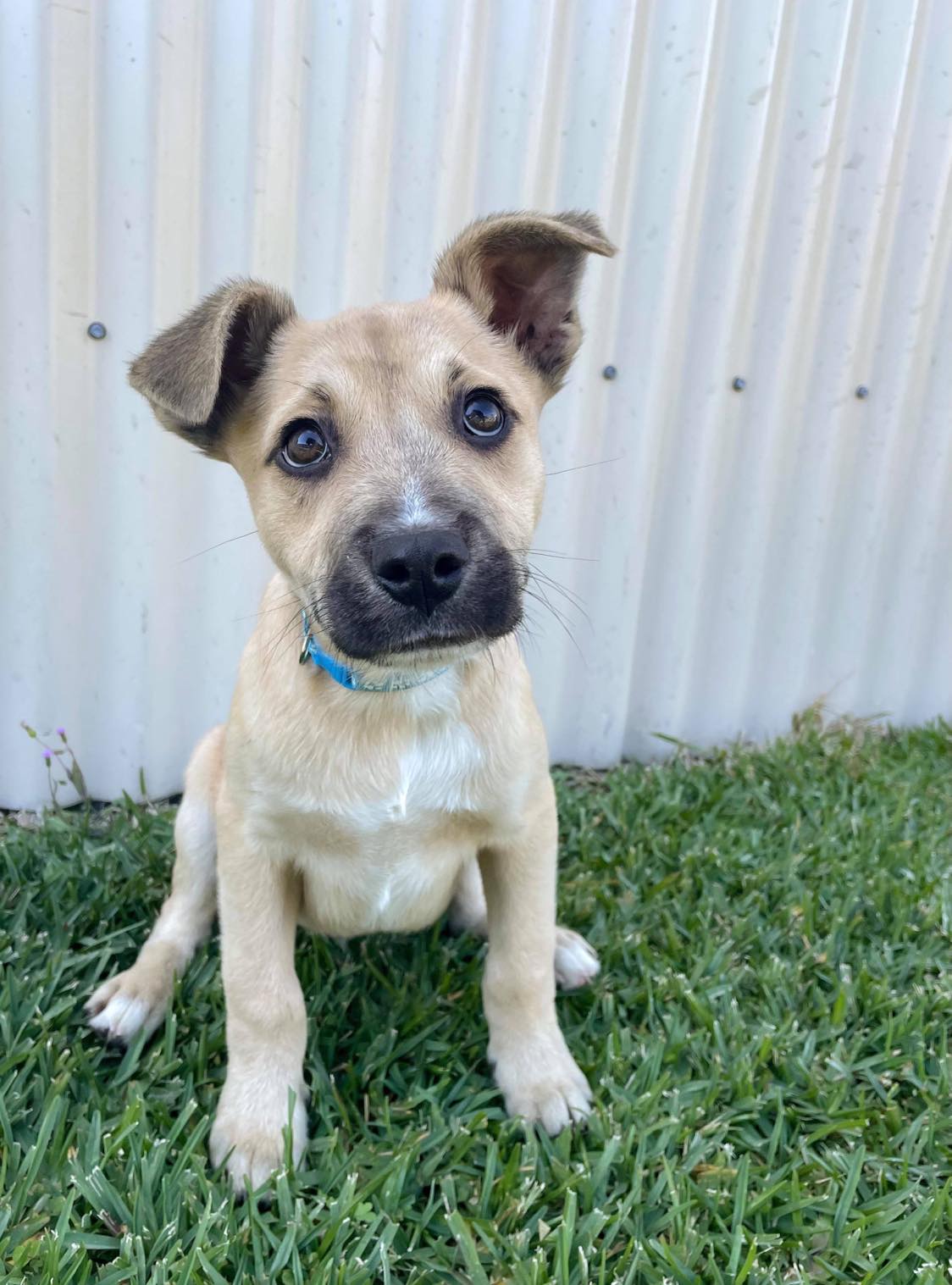 Louie - Medium Male Mixed Breed Dog in QLD - PetRescue