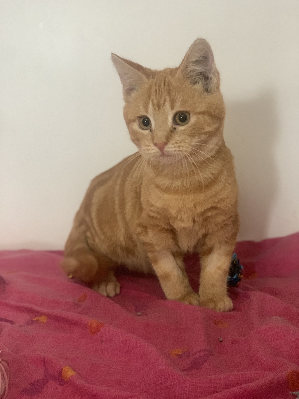 Fiji - Male Domestic Short Hair Mix Cat in NSW - PetRescue