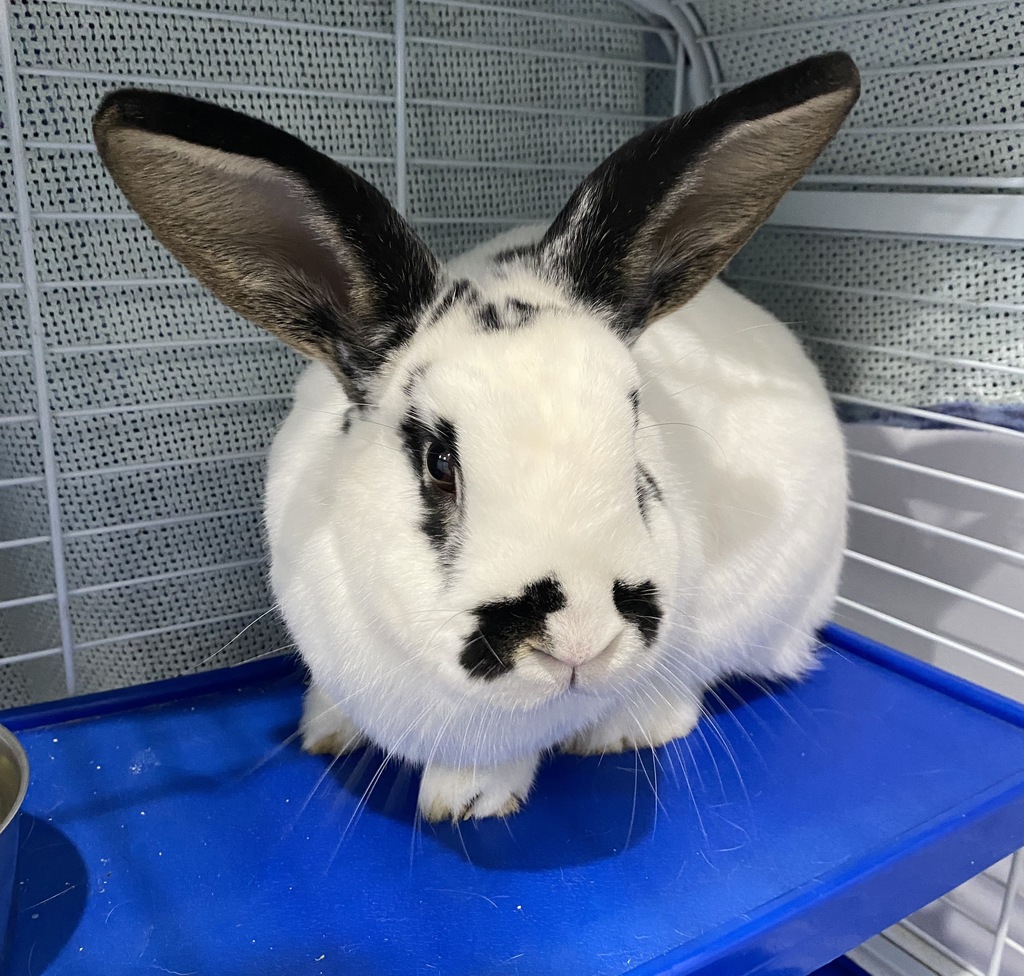 Bugs - Male Rex Mix Rabbit in VIC - PetRescue