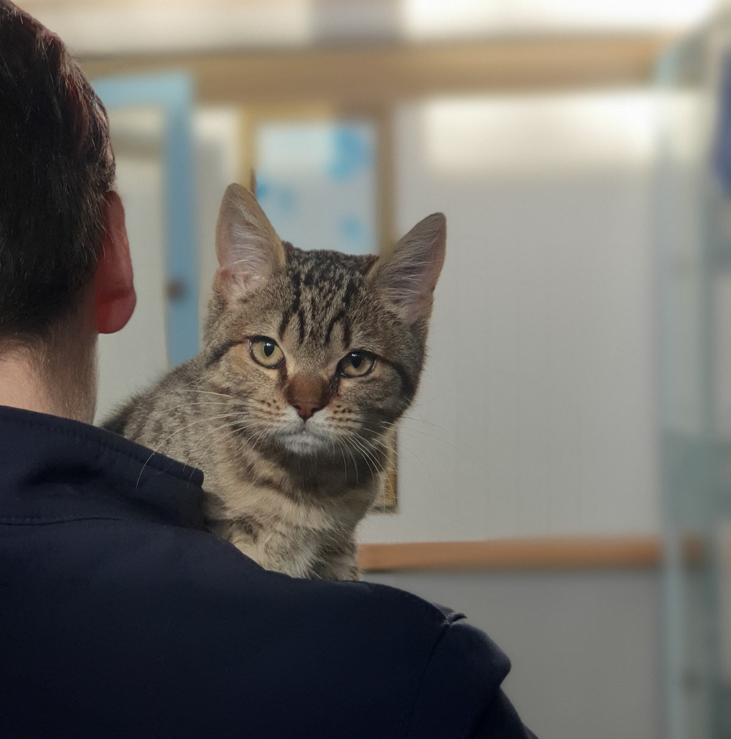 Squirrel - Female Domestic Short Hair Mix Cat in NSW - PetRescue