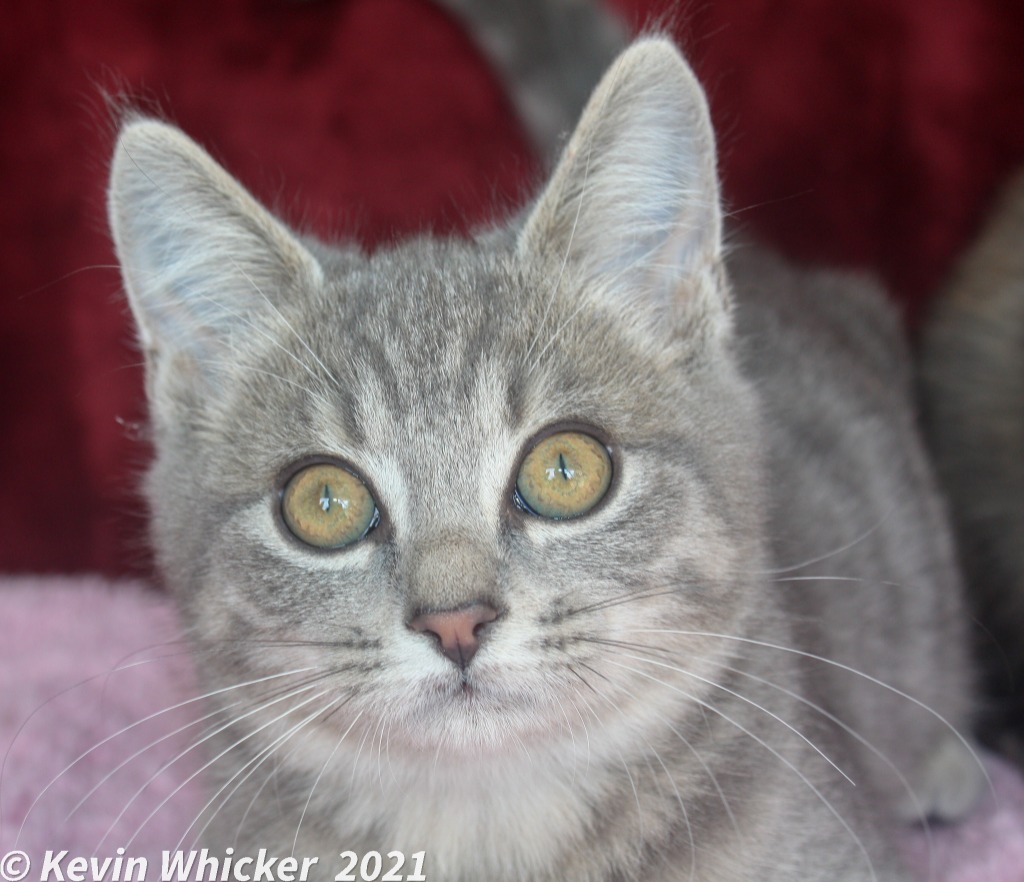 Cobi - Male Domestic Short Hair Cat in QLD - PetRescue