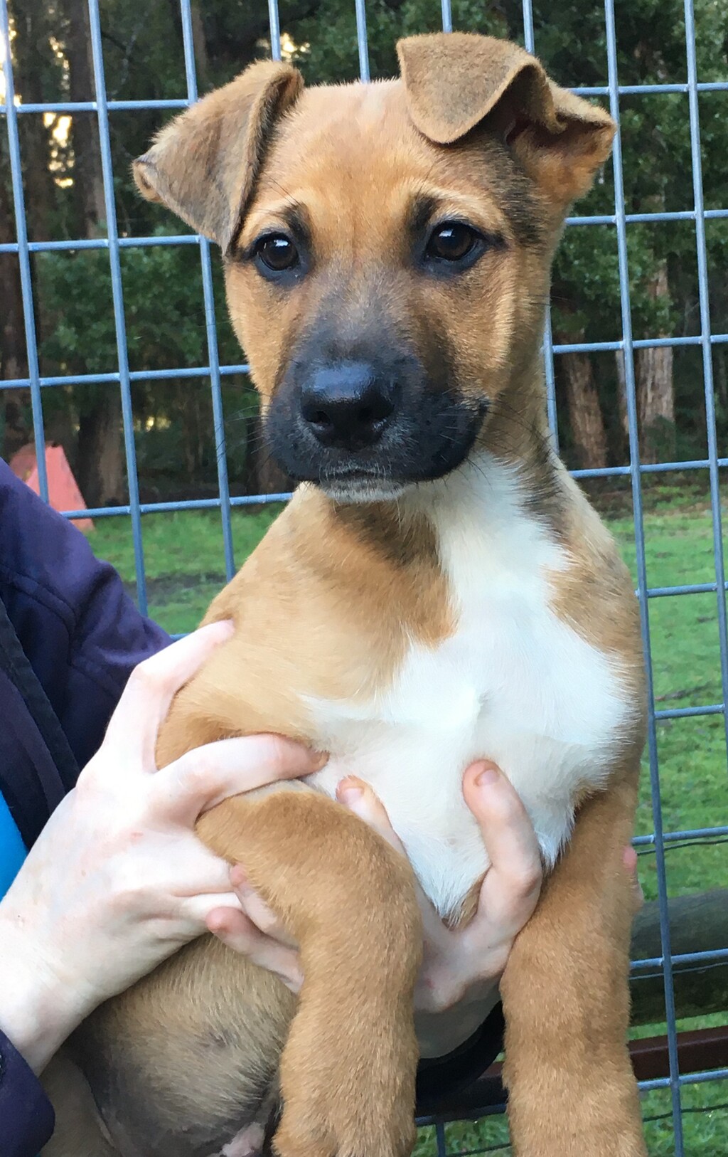 Blaze - Small Male Boxer x German Shepherd Mix Dog in TAS - PetRescue