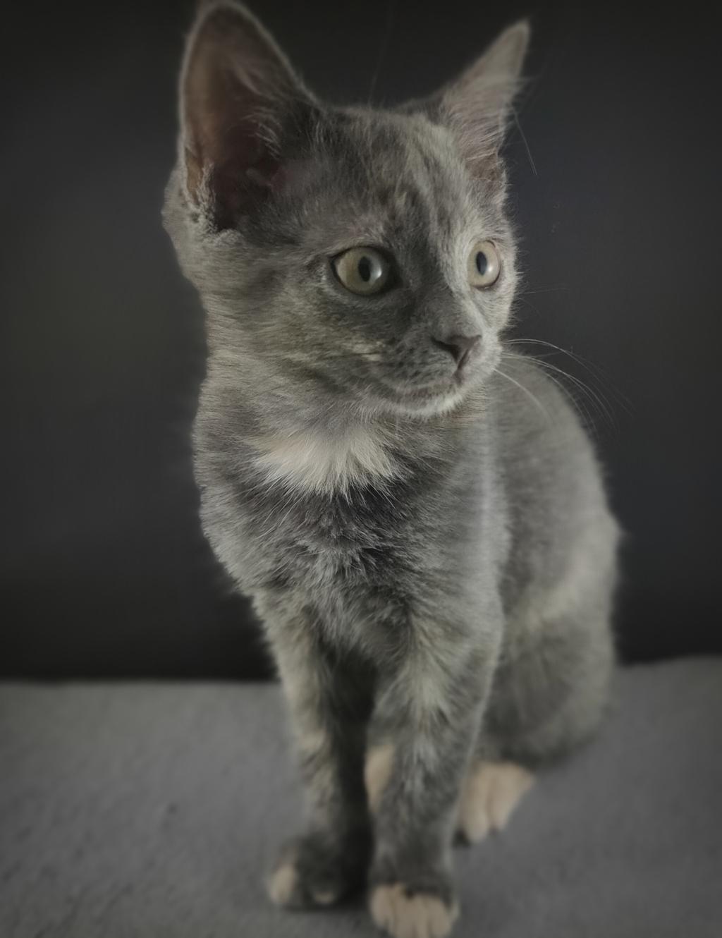 Lea - Female Manx Mix Cat in QLD - PetRescue