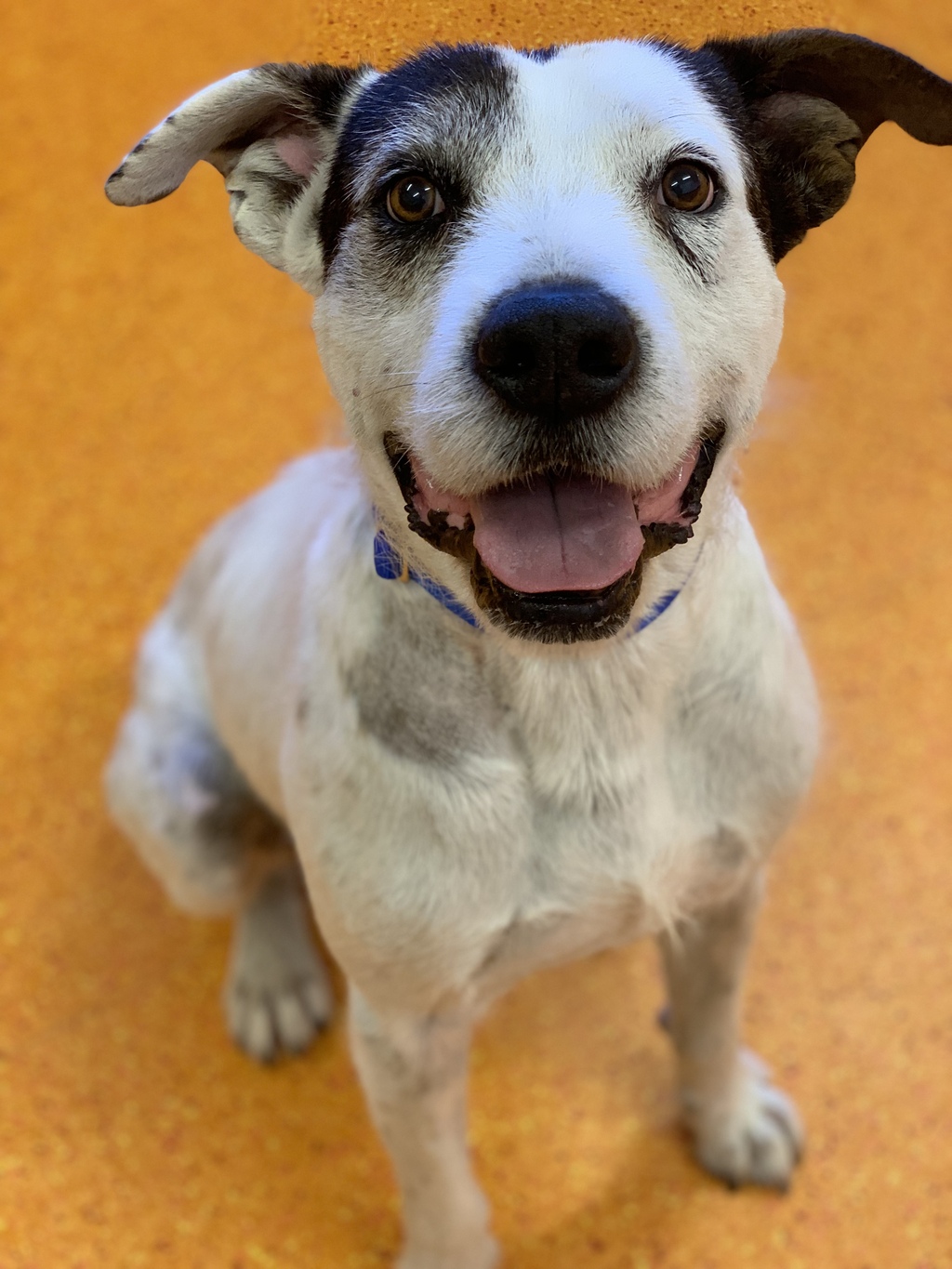 Tyson - Medium Male North Queensland Bullhound Mix Dog in QLD - PetRescue