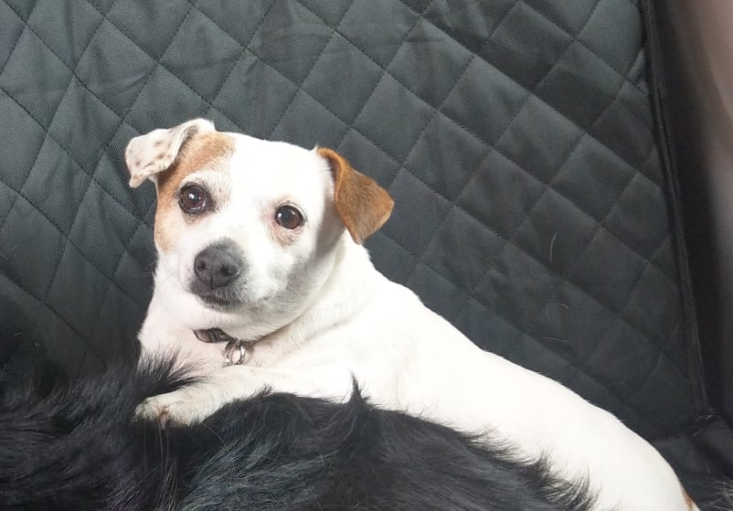 Dory - Small Female Jack Russell Terrier Mix Dog in NSW - PetRescue
