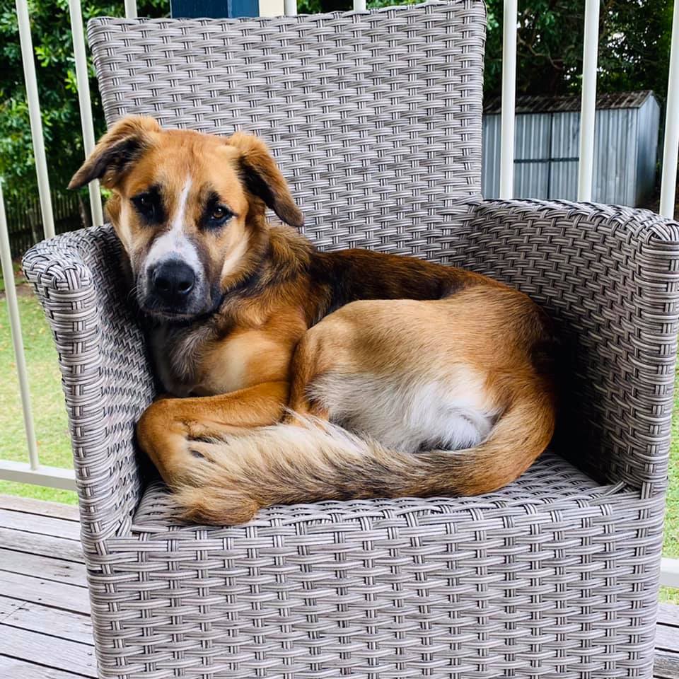 Buddy - Medium Male Boxer x Collie Dog in QLD - PetRescue
