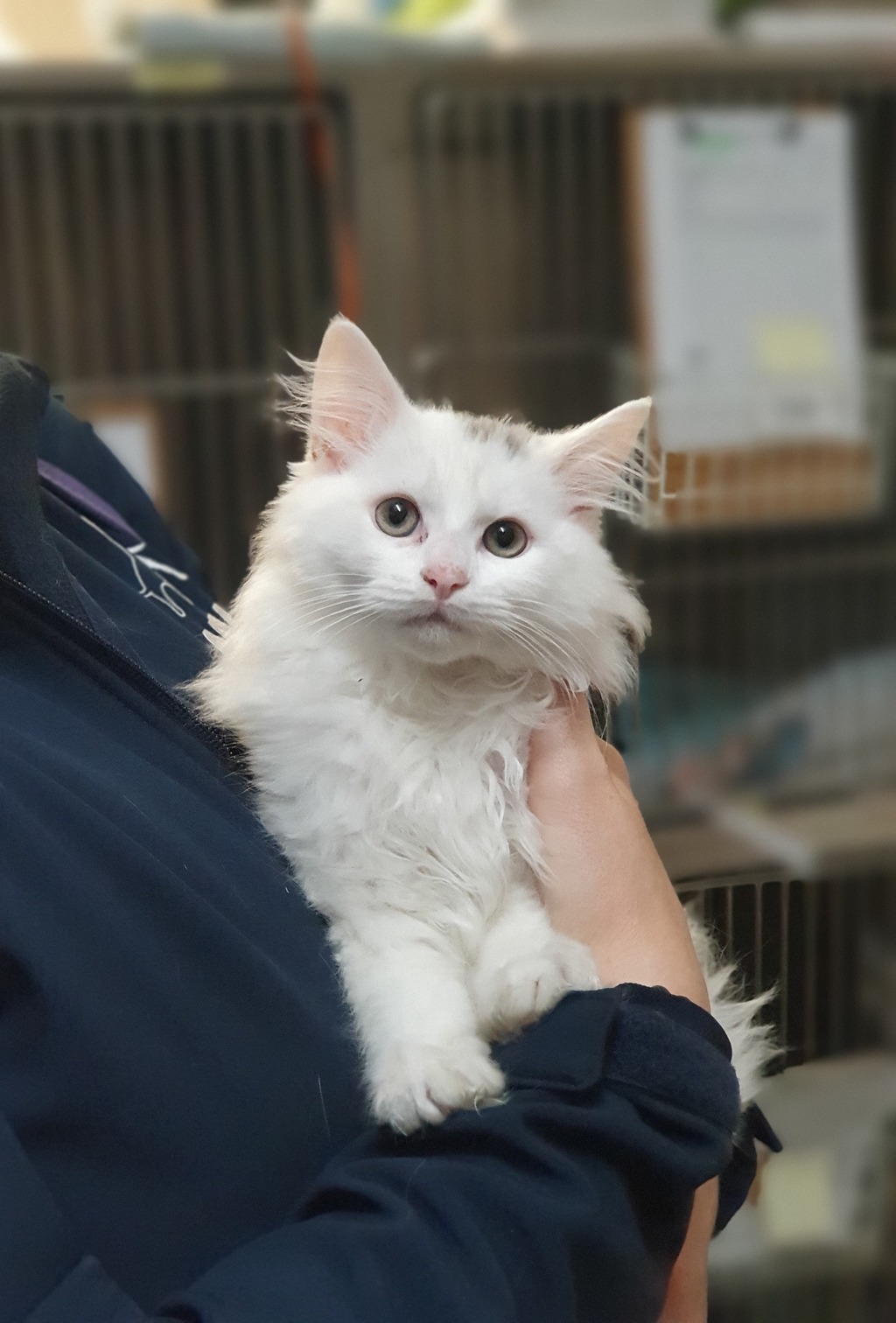 Fili - Male Domestic Medium Hair Mix Cat in NSW - PetRescue
