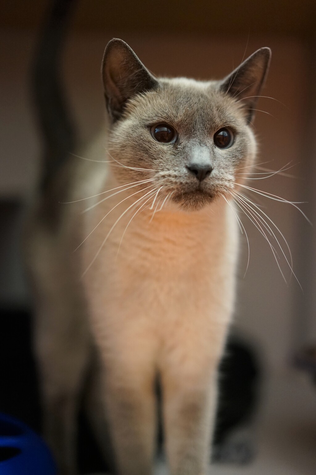 Lucy - Female Layanese Mix Cat in QLD - PetRescue