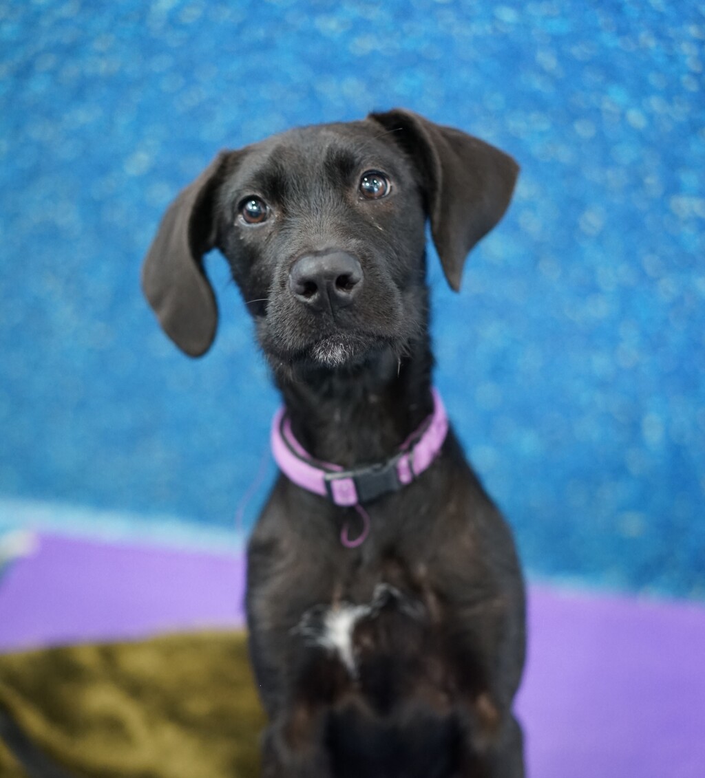 Millie - Medium Female Pointer x Staghound Mix Dog in QLD - PetRescue