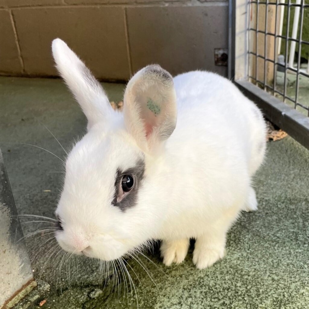 Mi - Female Rabbit Unspecified Mix Rabbit in VIC - PetRescue