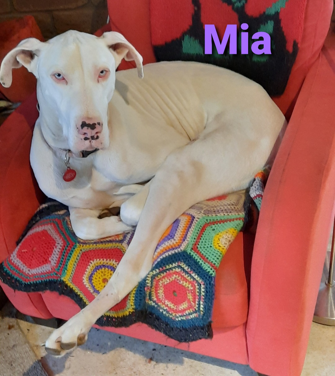 Mia - Large Female Great Dane x Rhodesian Ridgeback Dog in VIC - PetRescue