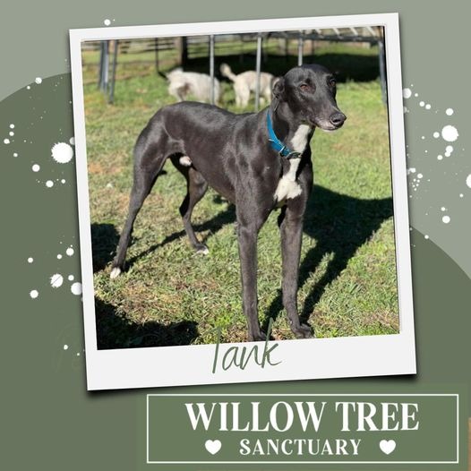 Willow Tree Sanctuary - PetRescue