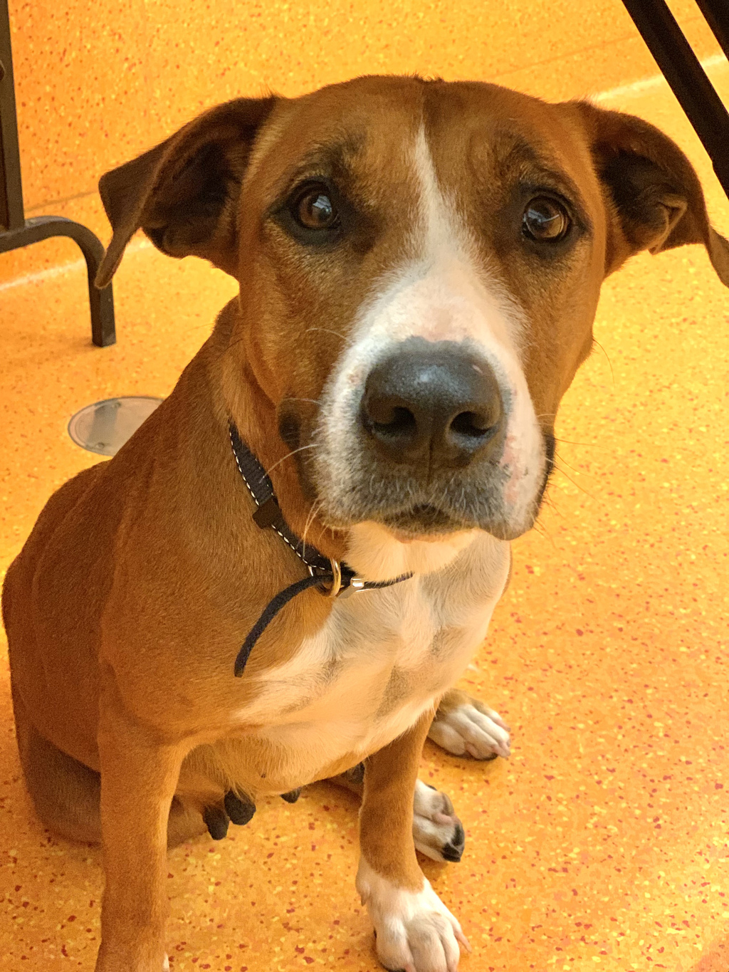 Suma - Medium Female Bull Arab Mix Dog in QLD - PetRescue