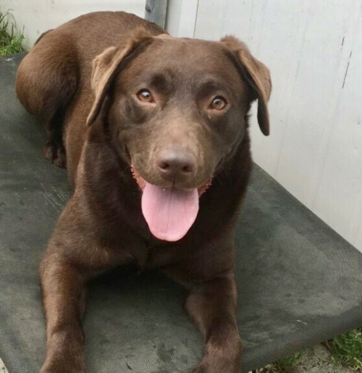 Milo - Medium Female Labrador Dog in VIC - PetRescue