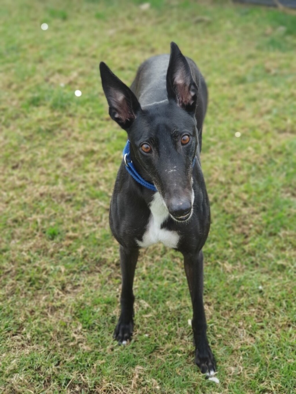 Penny - Large Female Greyhound Mix Dog in NSW - PetRescue