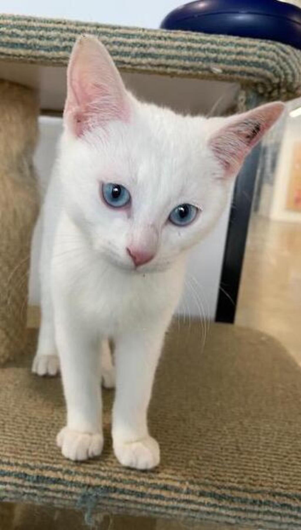 Casper - Male Manx Mix Cat in QLD - PetRescue