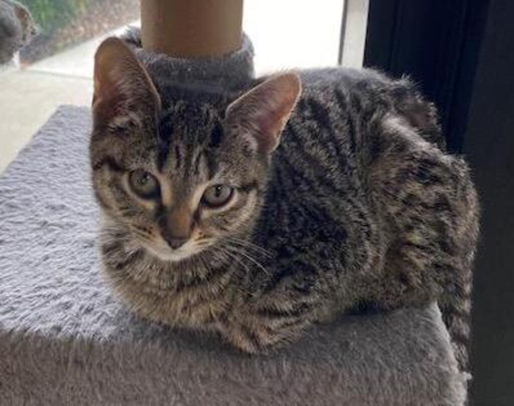 Kinako - Female Domestic Short Hair Mix Cat in QLD - PetRescue