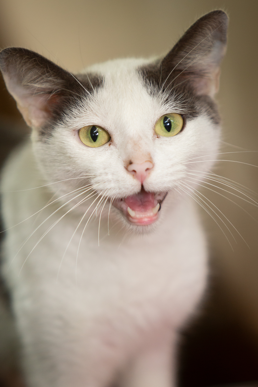 Yasmin - Female Domestic Short Hair Mix Cat in QLD - PetRescue