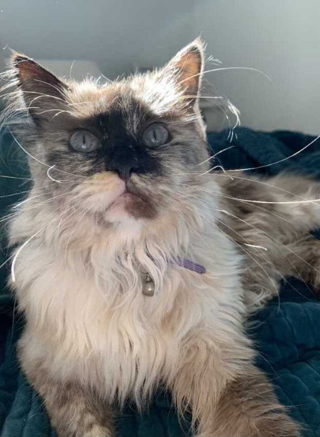 Grumpit - Female Burmese x Ragdoll Mix Cat in QLD - PetRescue