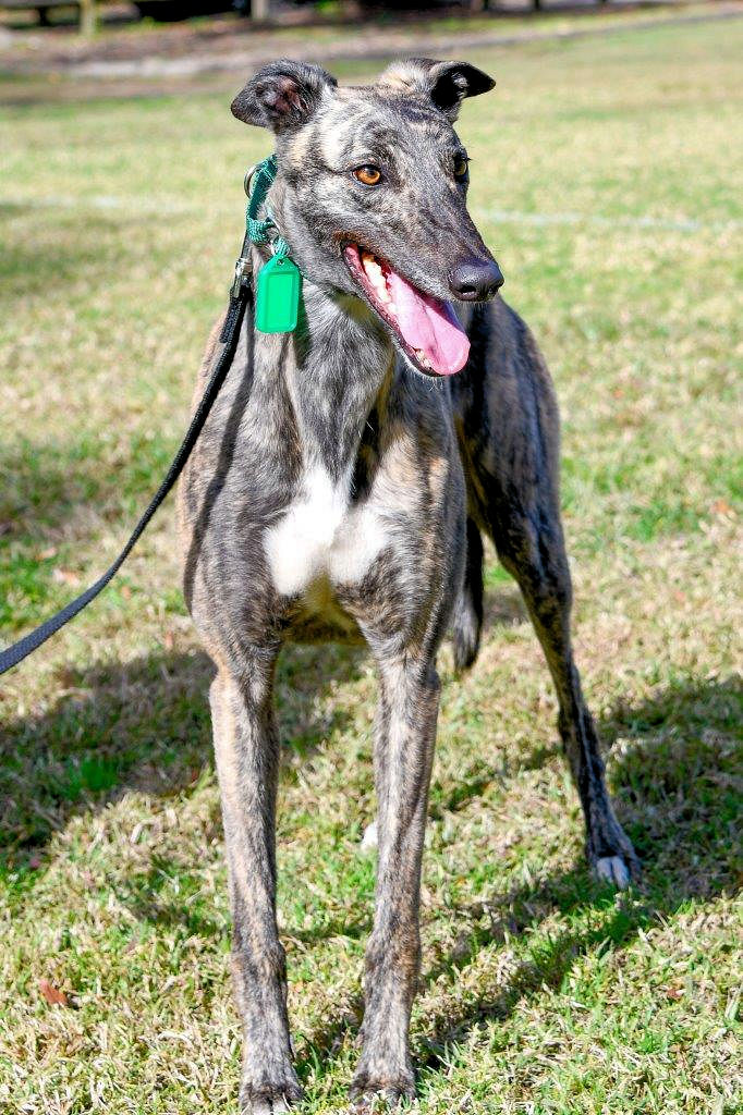 Whitney - Large Female Greyhound Dog in NSW - PetRescue