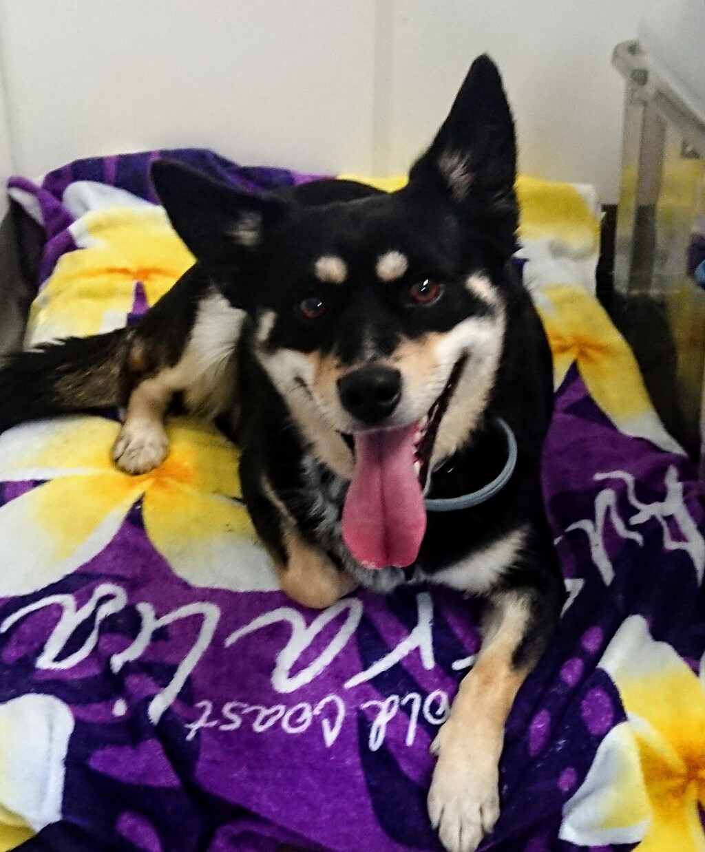 Jazzi - Medium Female Kelpie x Corgi, Pembroke Welsh Mix Dog in QLD ...