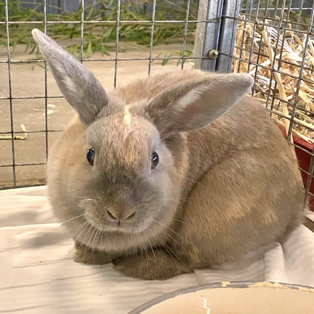 Cinnamon - Female Lop Eared Mix Rabbit in VIC - PetRescue