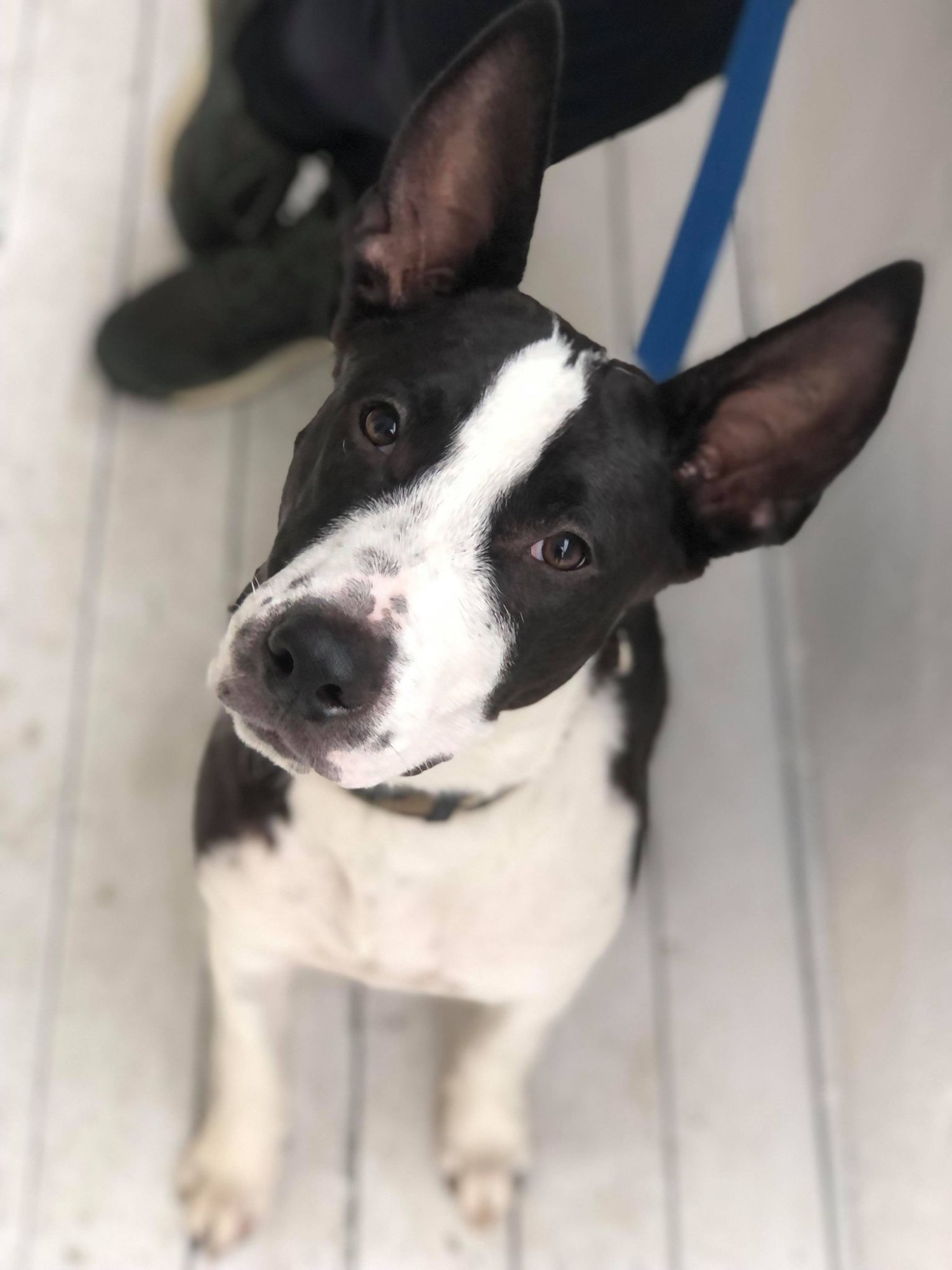 Toby - Medium Male Border Collie x Bull Terrier Mix Dog in QLD - PetRescue