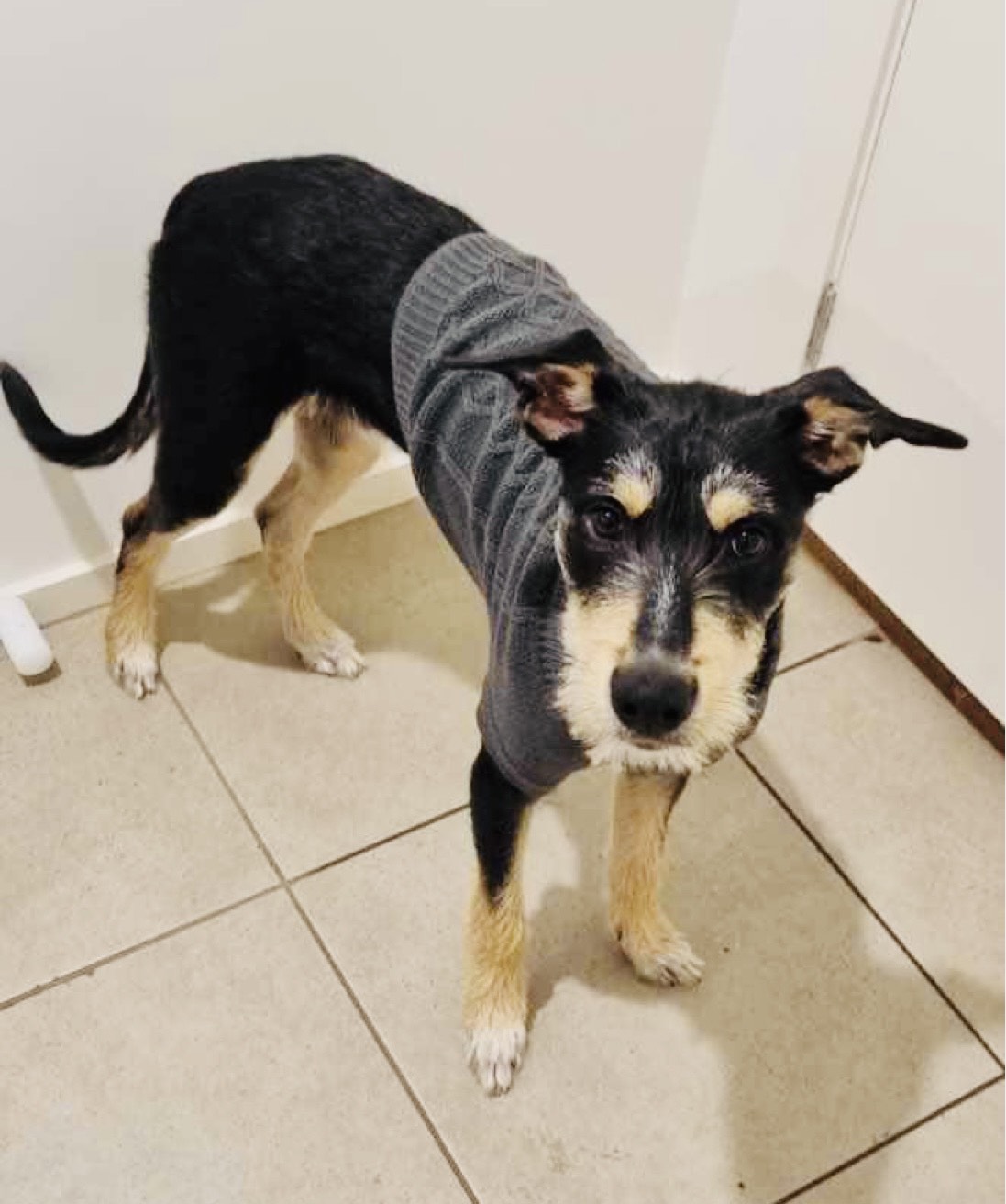 Dexter - Large Male Whippet x German Wirehaired Pointer Dog in VIC ...